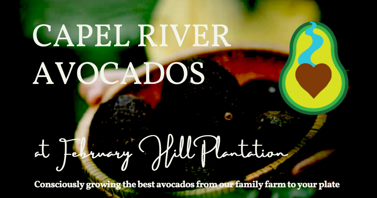 Capel River Avocados
